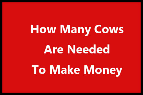 How Many Cows Are Needed To Make Money 2024 - Moneyjojo